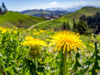 Der Napf von der Lüderenalp - als nuff! Der Wanderblog für die Schweiz ...
